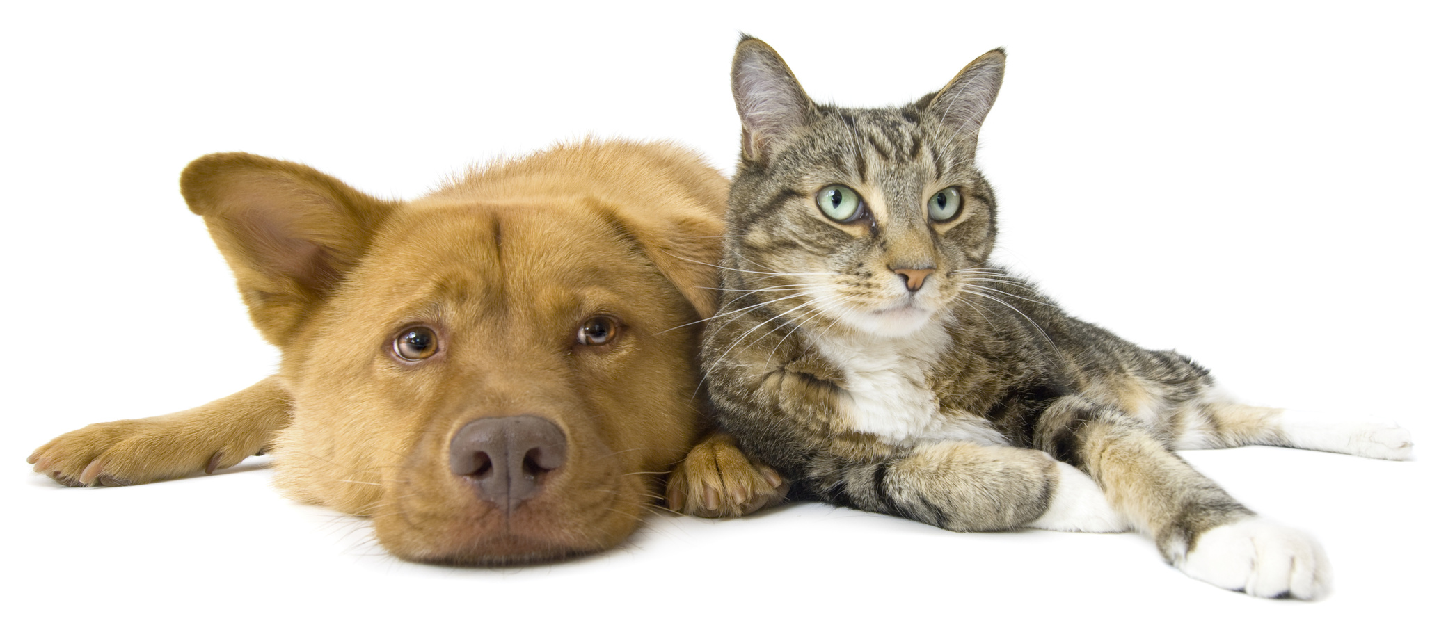 Tjure - Flüssige Fleischnahrung | Pets R US